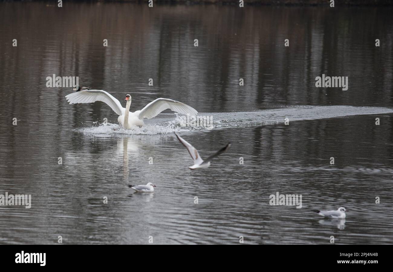 White swan swimming lakeside hi-res stock photography and images - Alamy