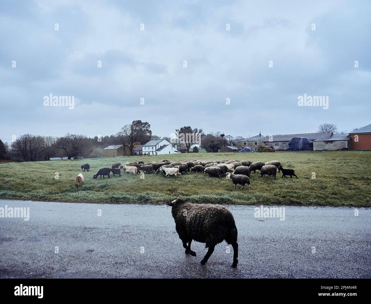Work in Galician countryside Stock Photo - Alamy