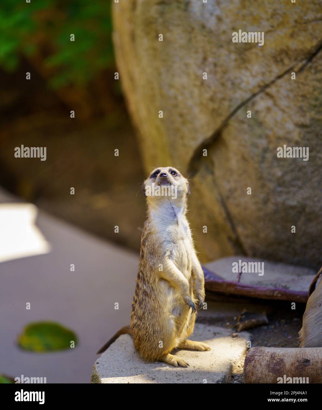 A lovely small meerkat at the San Diego zoo Stock Photo - Alamy