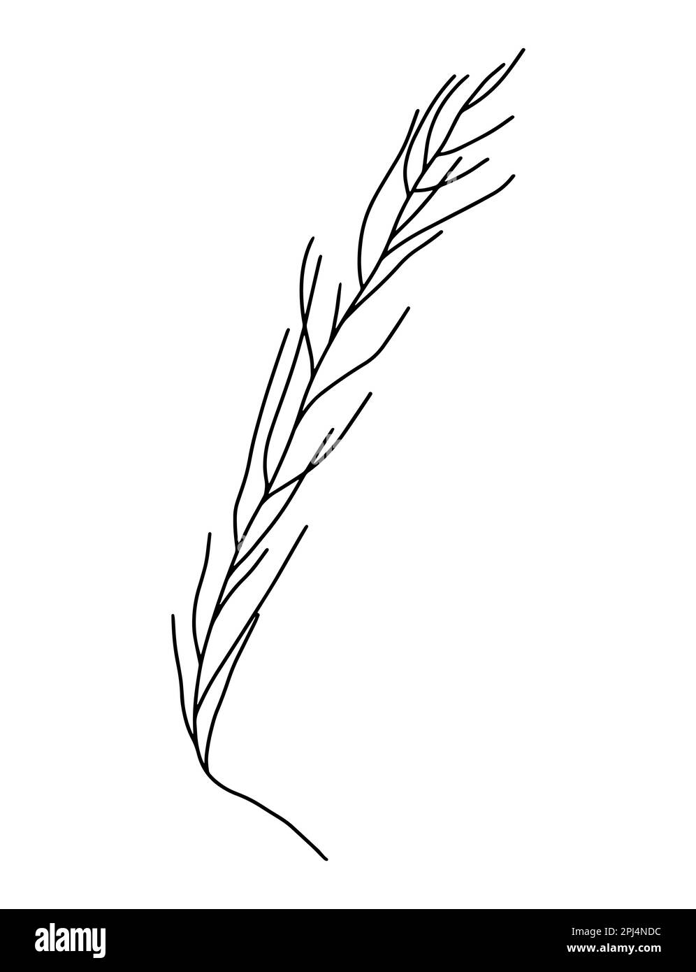 Hand-drawn vector black twig, mono line sketch in ink of a pine branch ...