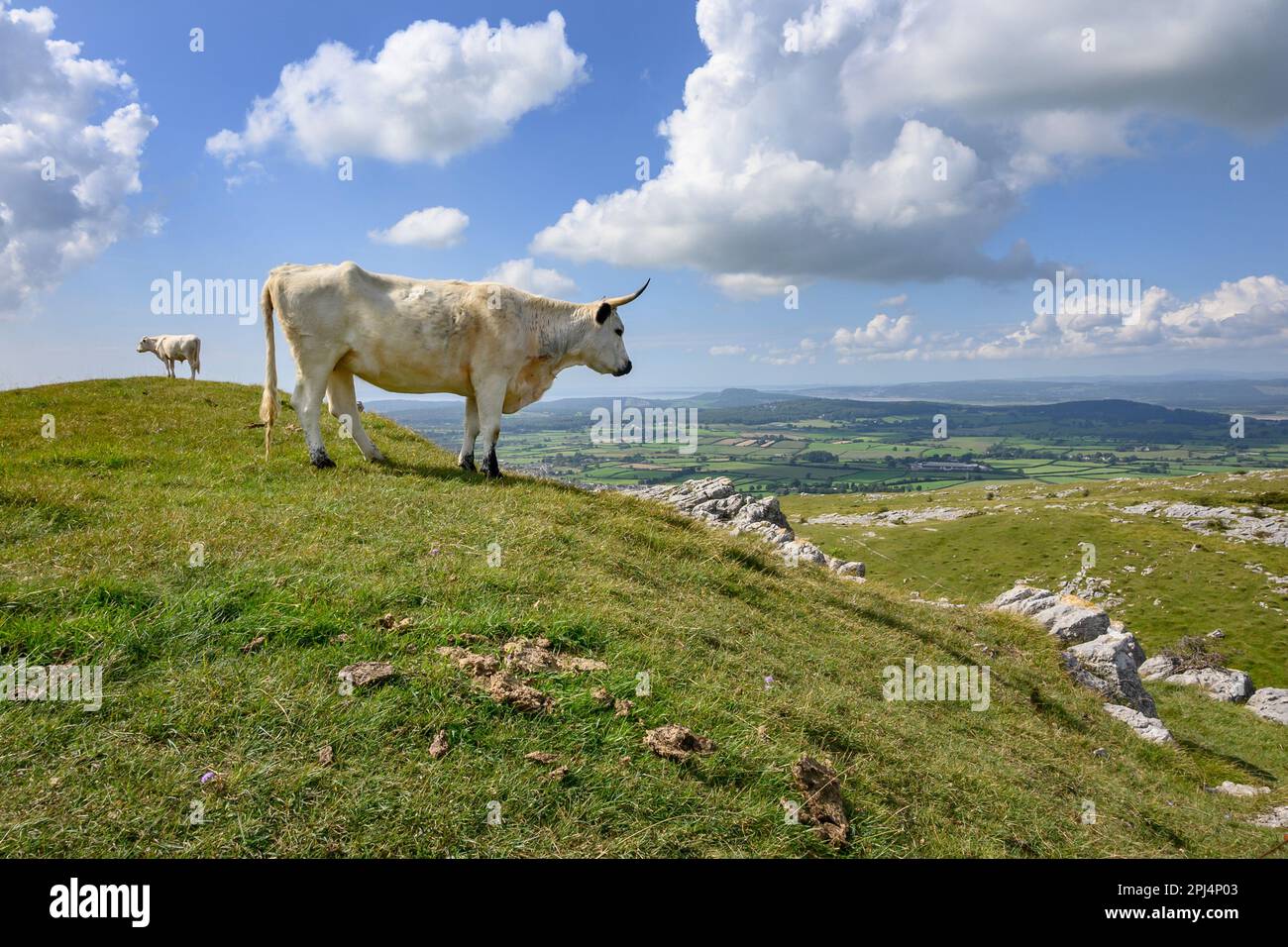White Park Cattle Farleton Knott Stock Photo - Alamy