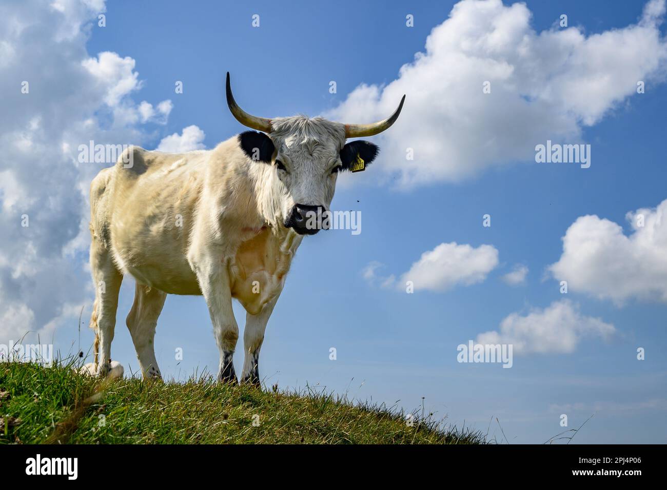 White Park Cattle Farleton Knott Stock Photo - Alamy