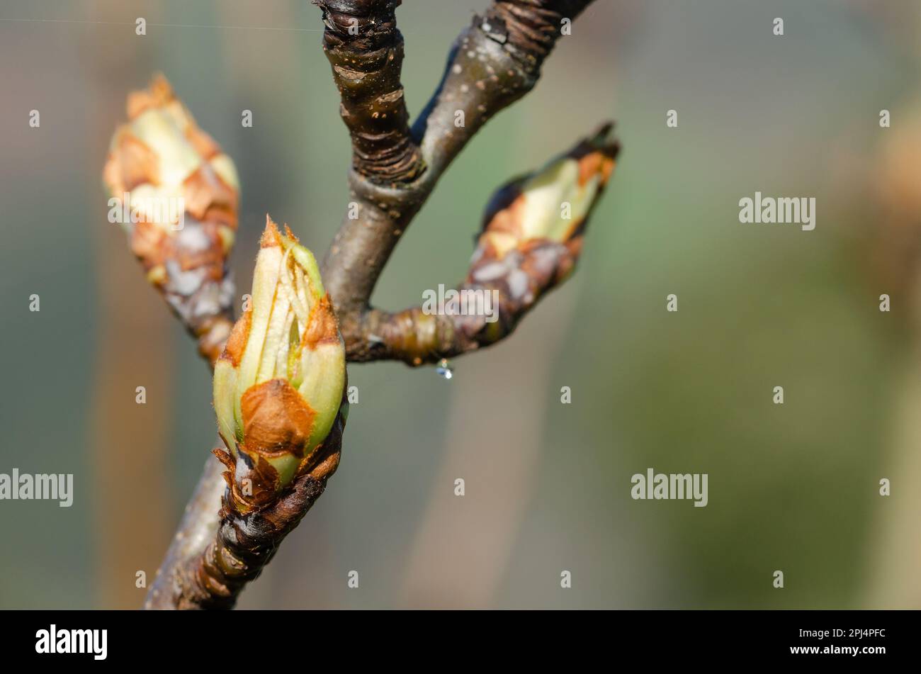 Pear tree branch with buds sprouting with the background out of focus ...