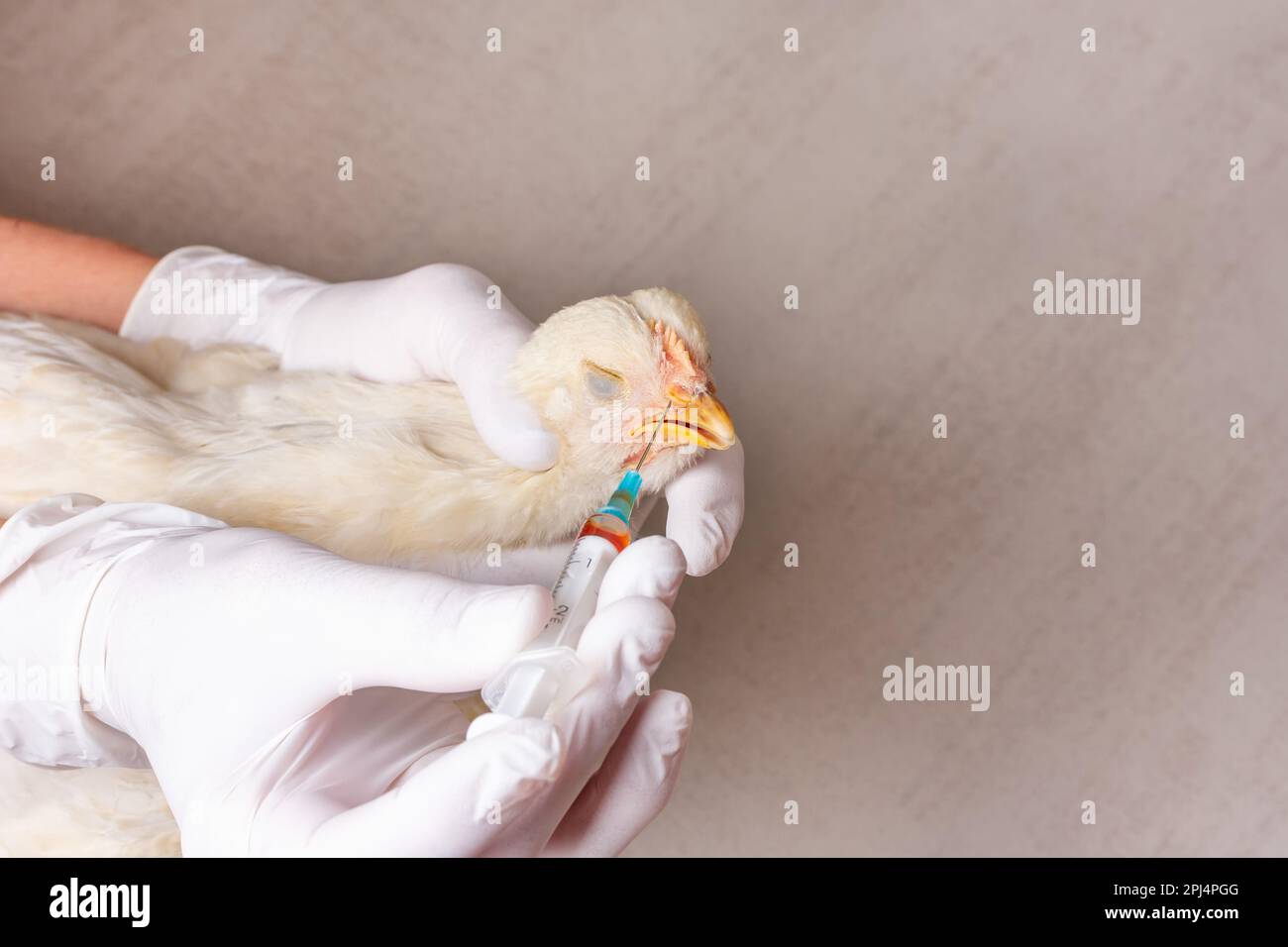Hands of female veterinarian in white gloves with syringe and white ...