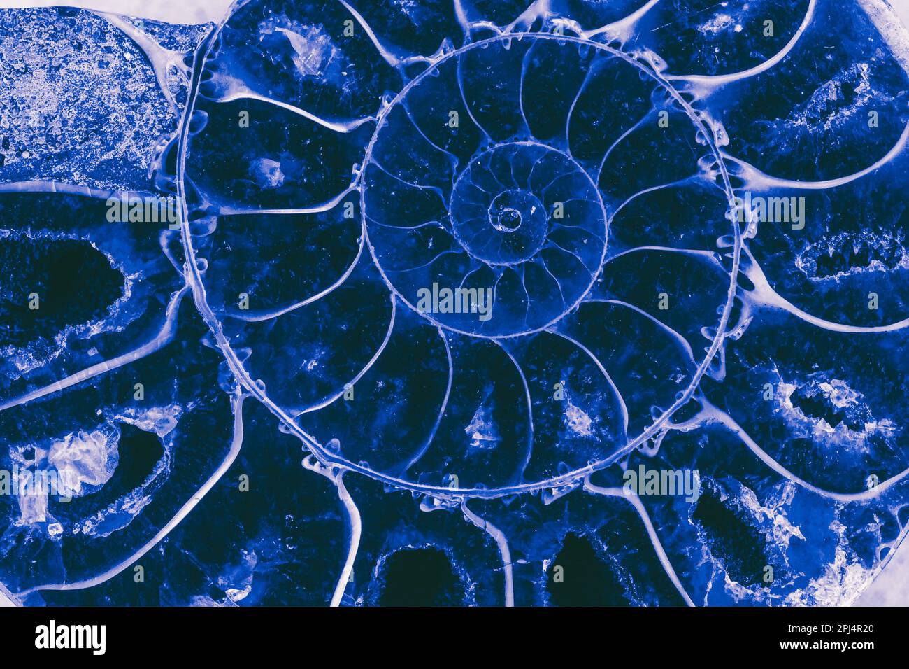 abstract blue texture of ammonite with a golden section in a close-up ...