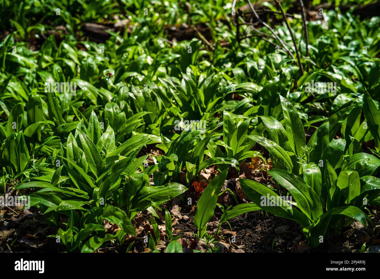 The wild Allium ursinum (known as Bear's Garlic, ramsons, buckrams ...