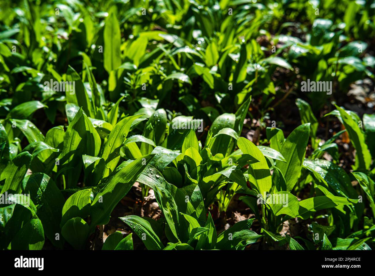 The wild Allium ursinum (known as Bear's Garlic, ramsons, buckrams ...