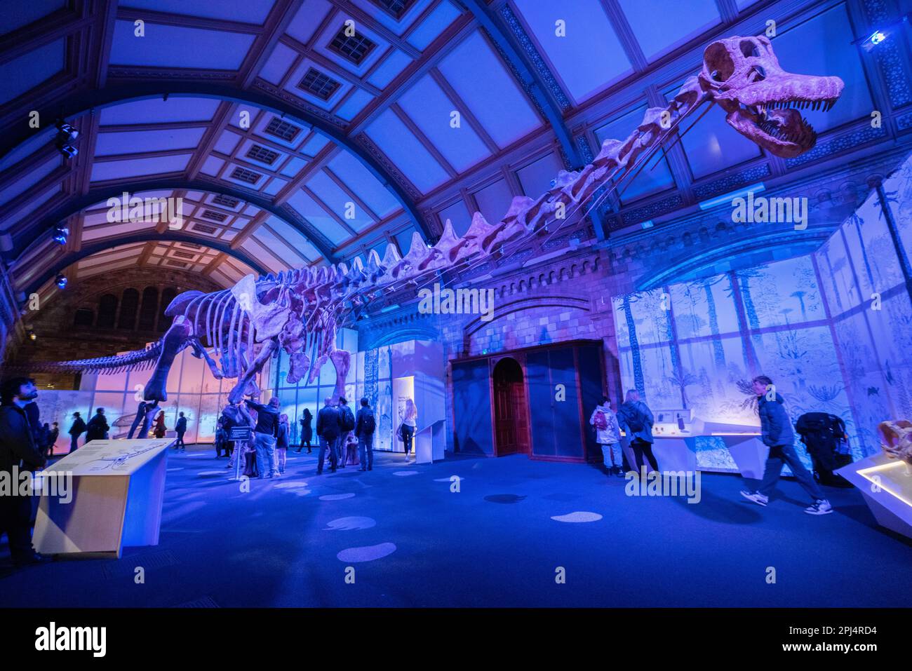 Dinosaur excavated skeleton hi-res stock photography and images - Alamy