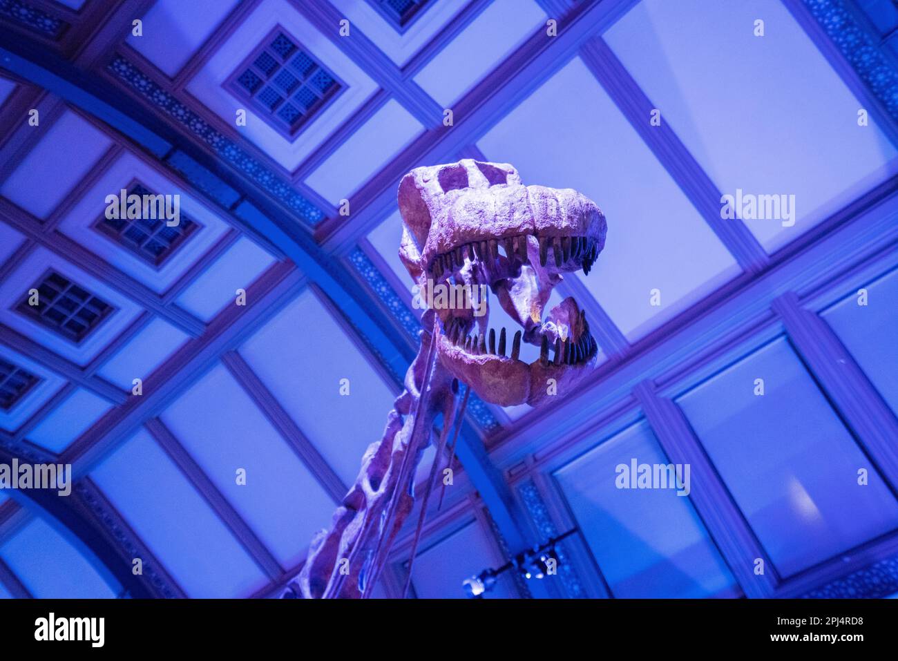 London UK 31 March 2023. A replica skeleton of a Patagotitan dinosaur ...