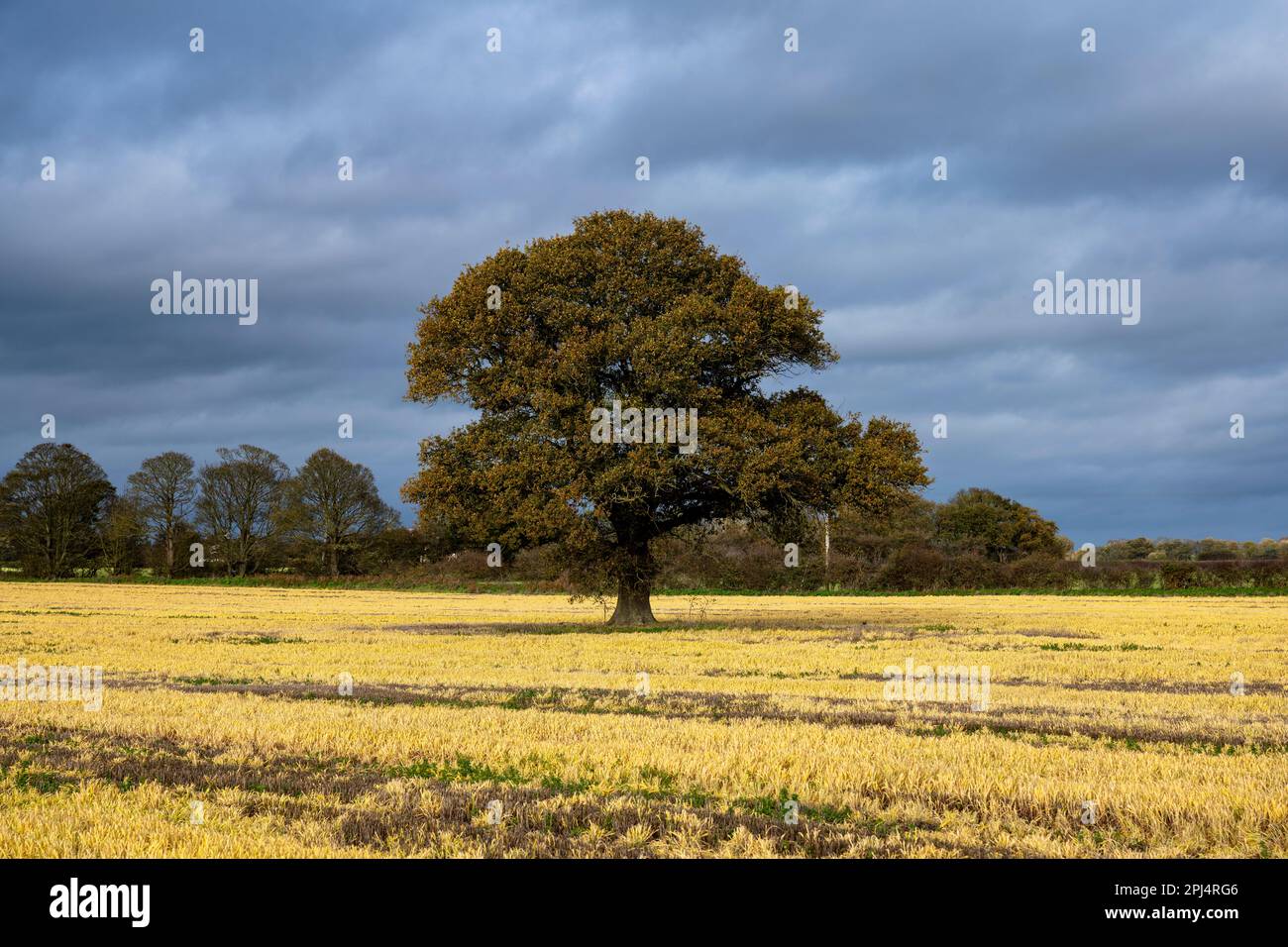 Suffolk fallow field hi-res stock photography and images - Alamy