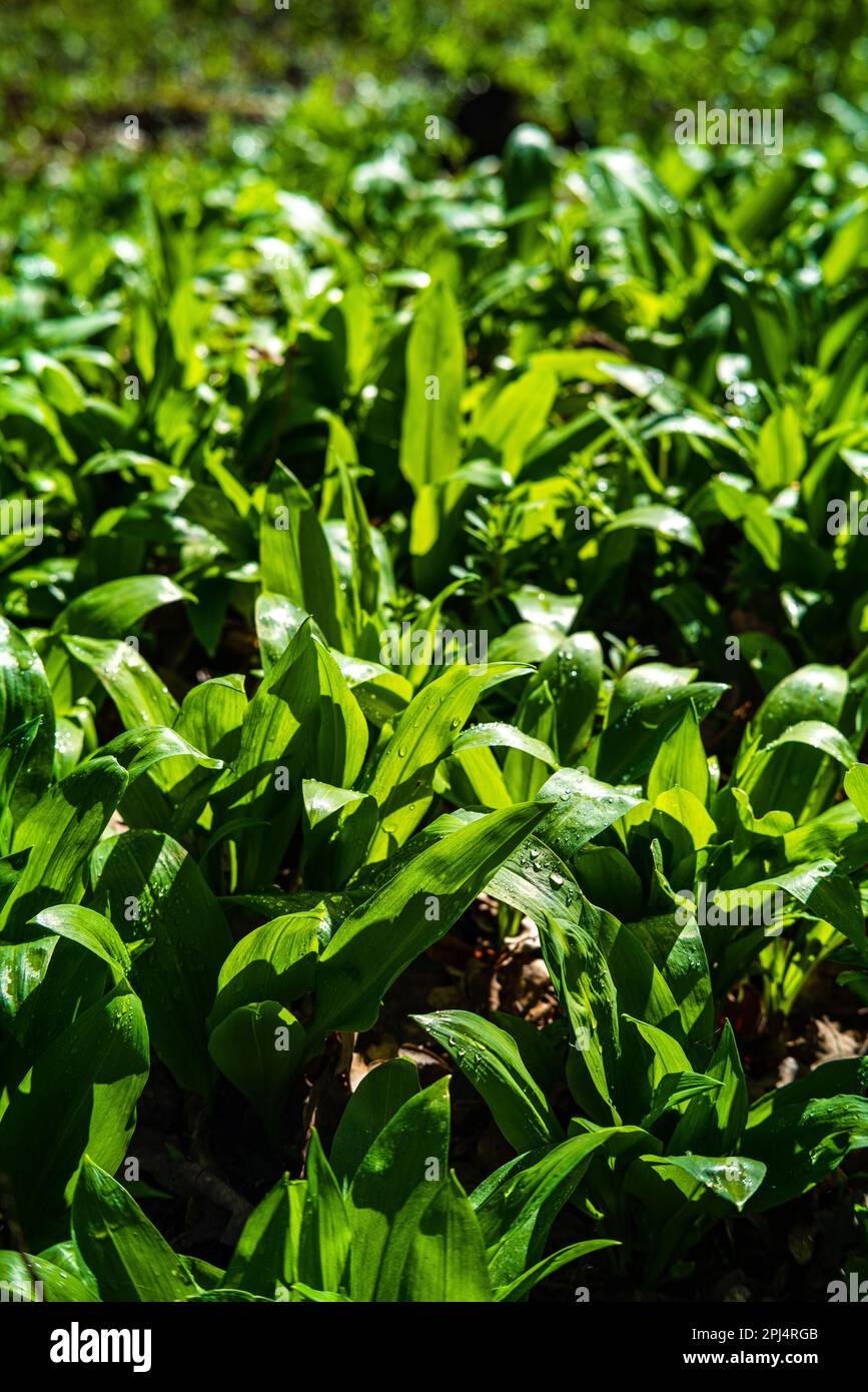The wild Allium ursinum (known as Bear's Garlic, ramsons, buckrams ...