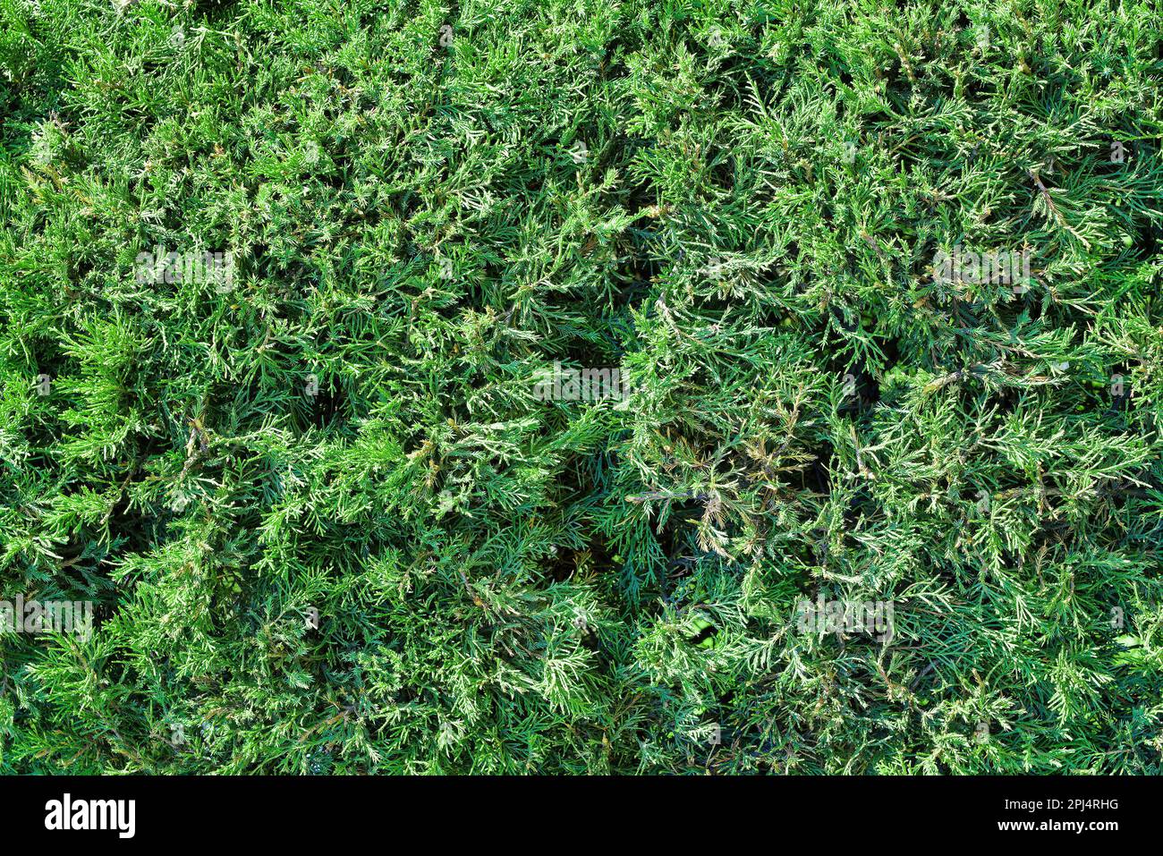 Emerald juniper plant hi-res stock photography and images - Alamy