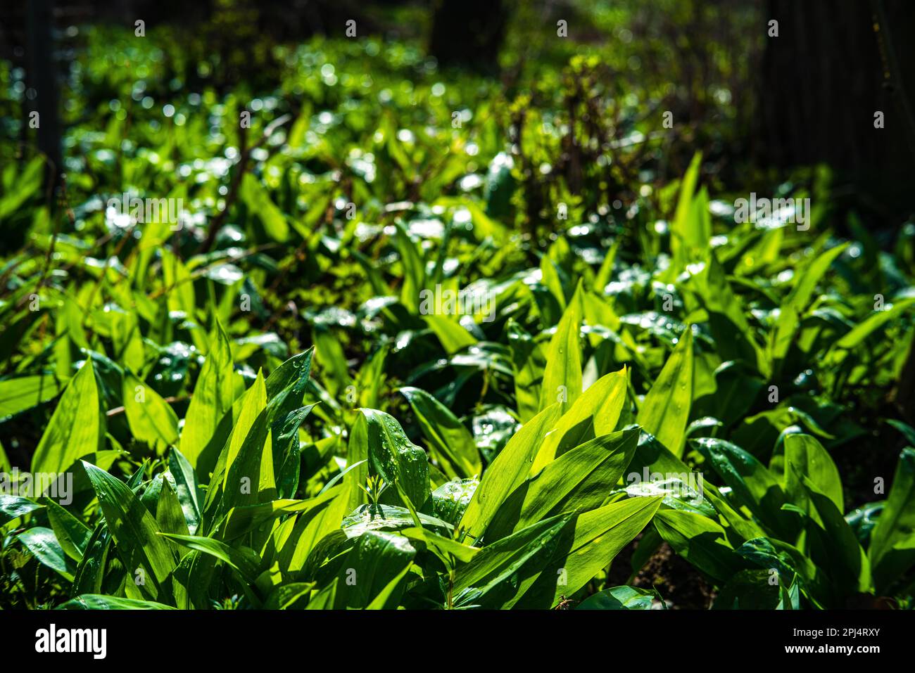 The wild Allium ursinum (known as Bear's Garlic, ramsons, buckrams ...
