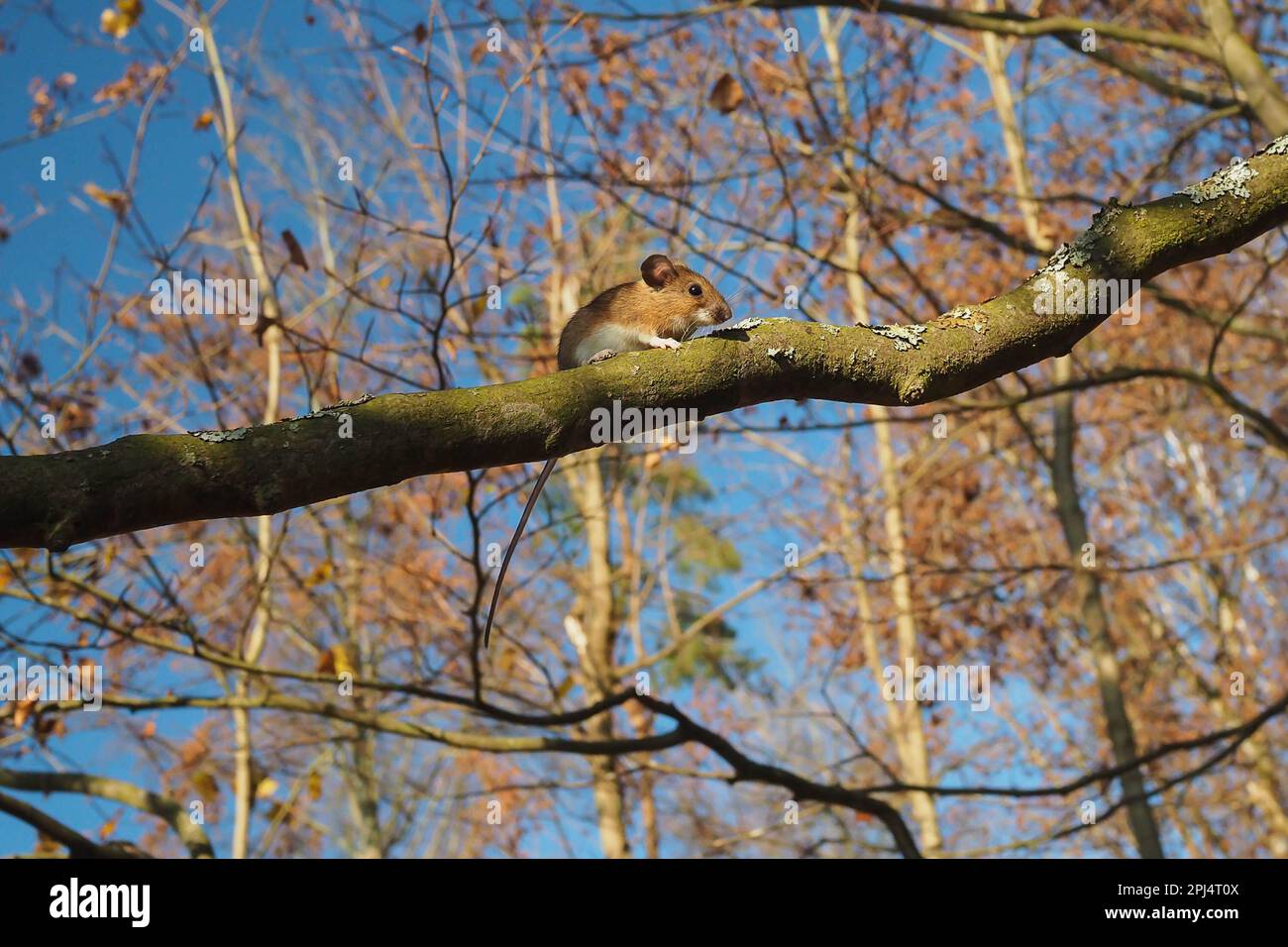 Forest mouse on branch with deciduous trees in background Stock Photo ...