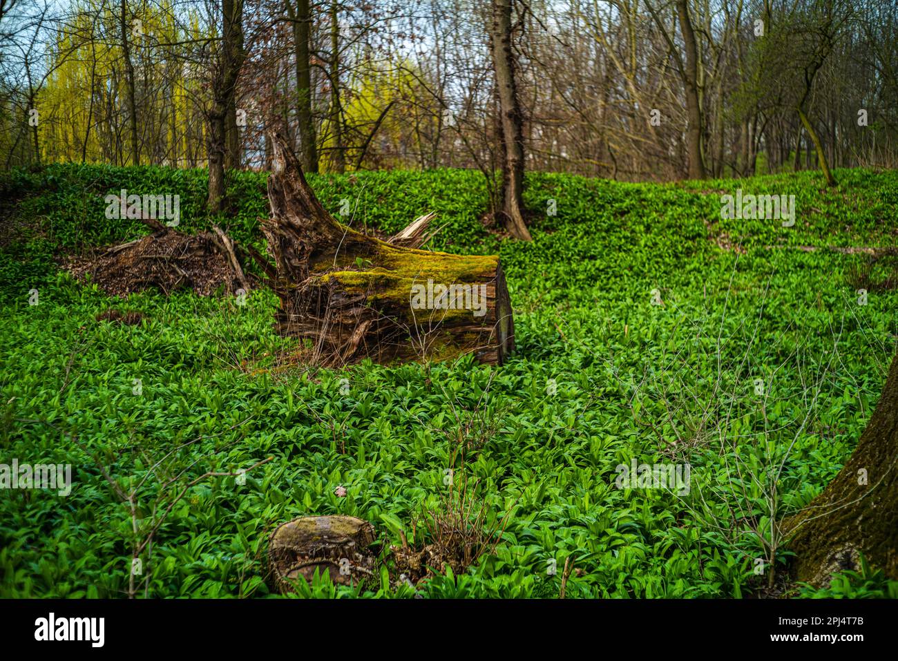 The wild Allium ursinum (known as Bear's Garlic, ramsons, buckrams ...