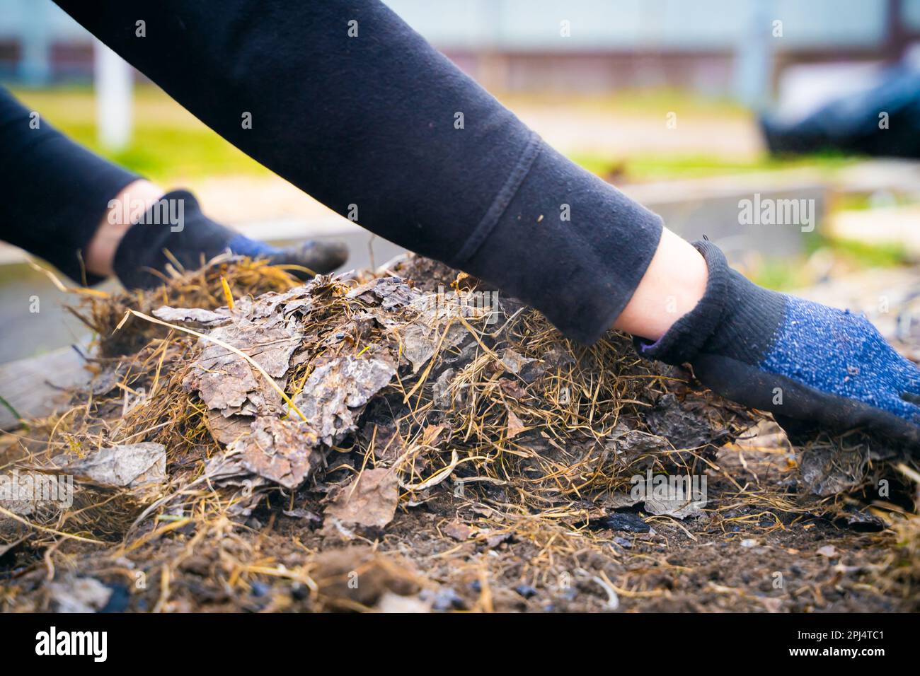 Garden cleaning in spring. Collection of dry grass and last year's ...