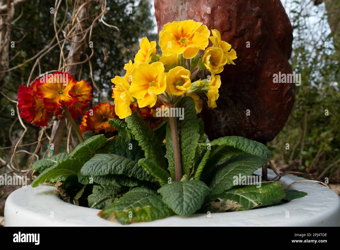 Primula x polyantha flowering in Pruhonice, Czech Republic on March 28 ...