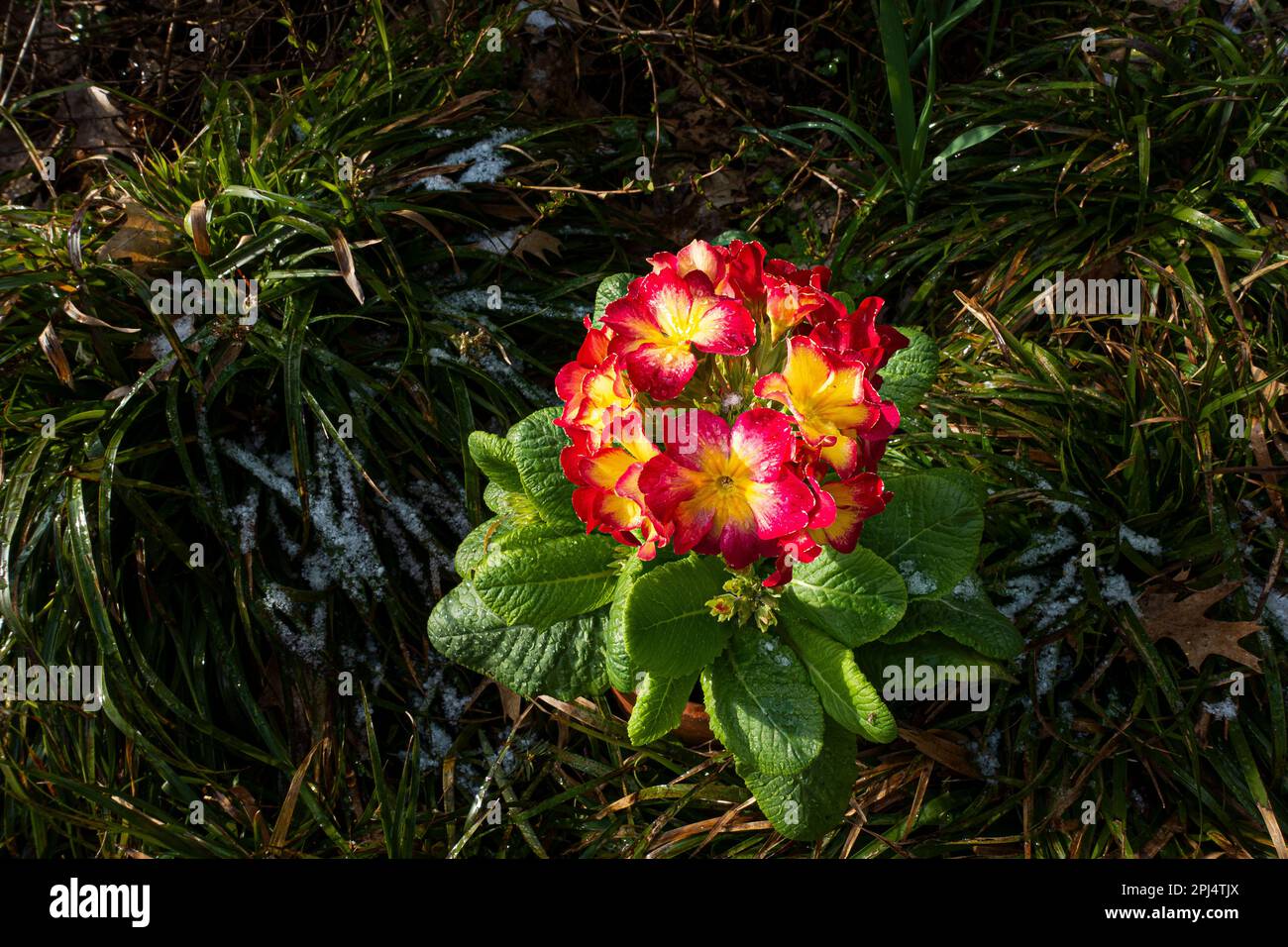 Primula x polyantha flowering in Pruhonice, Czech Republic on March 28 ...