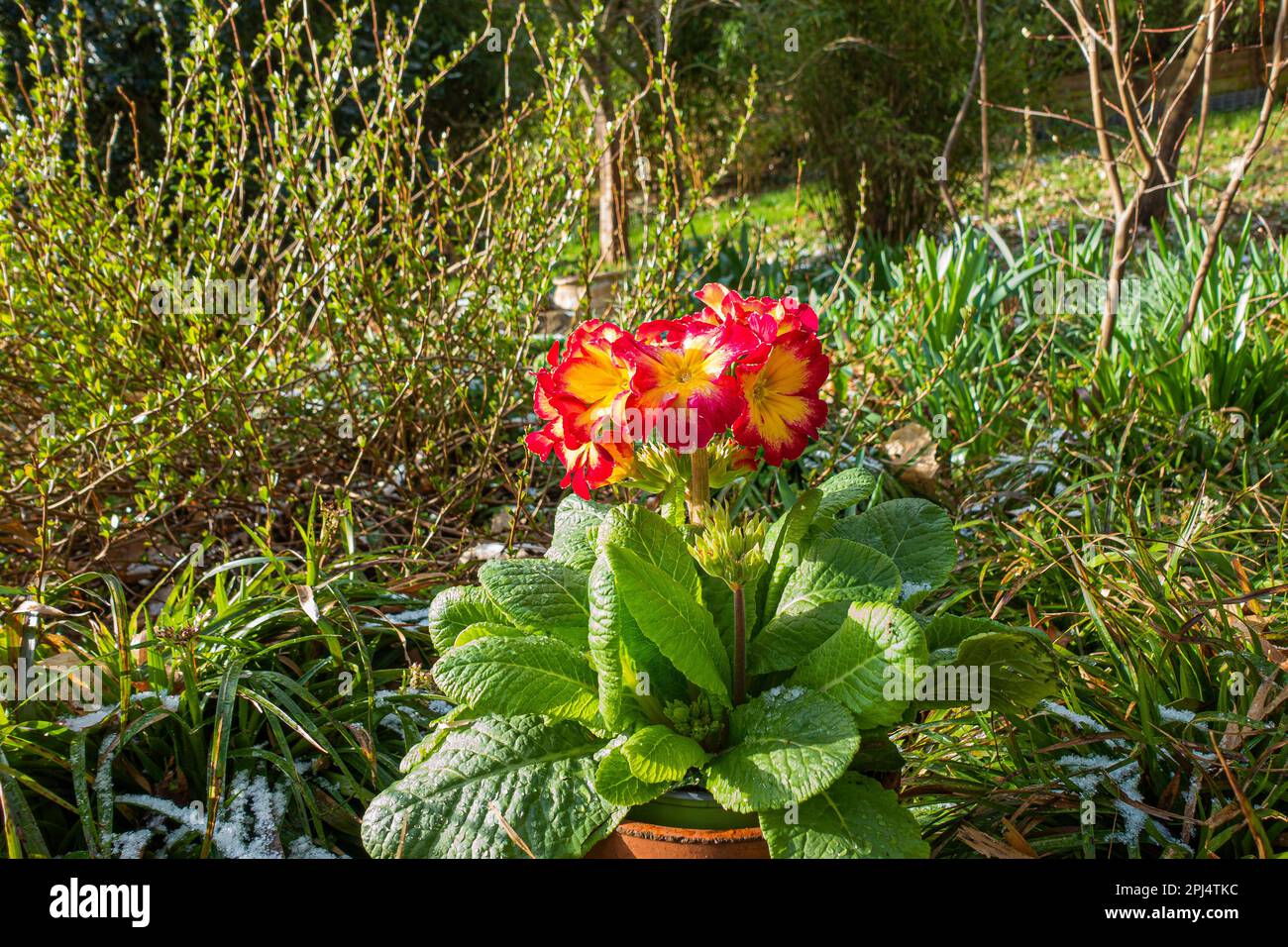 Primula x polyantha flowering in Pruhonice, Czech Republic on March 28 ...
