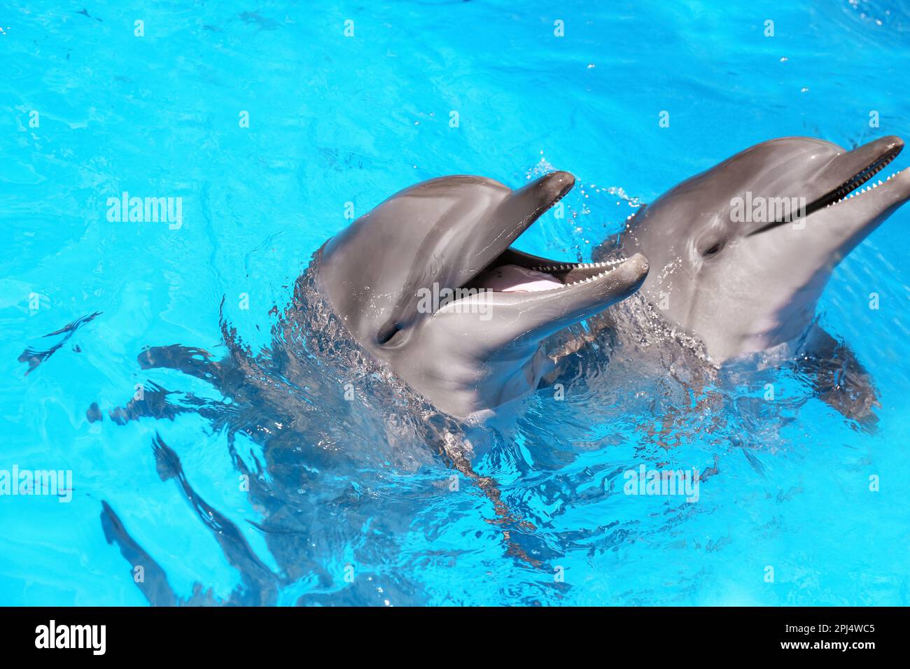 Dolphins swimming in pool at marine mammal park Stock Photo - Alamy