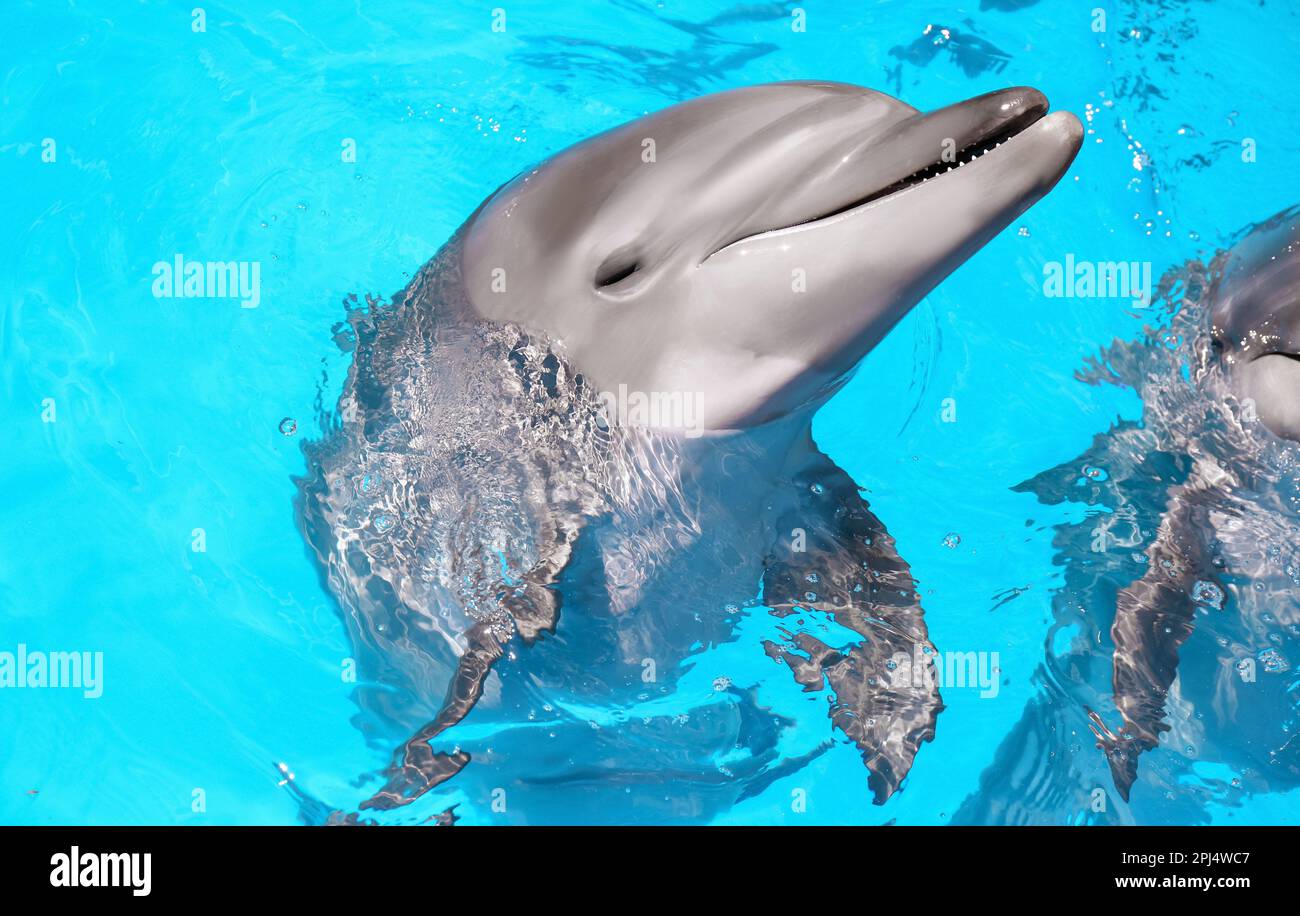 Dolphin swimming in pool at marine mammal park Stock Photo - Alamy