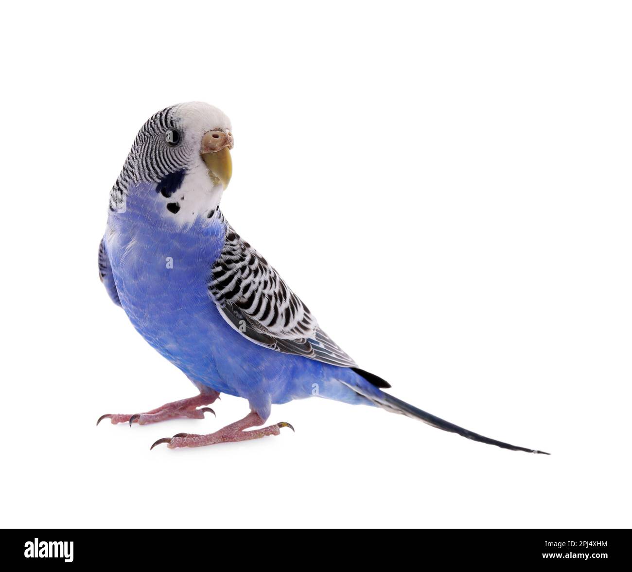 Beautiful parrot isolated on white. Exotic pet Stock Photo - Alamy