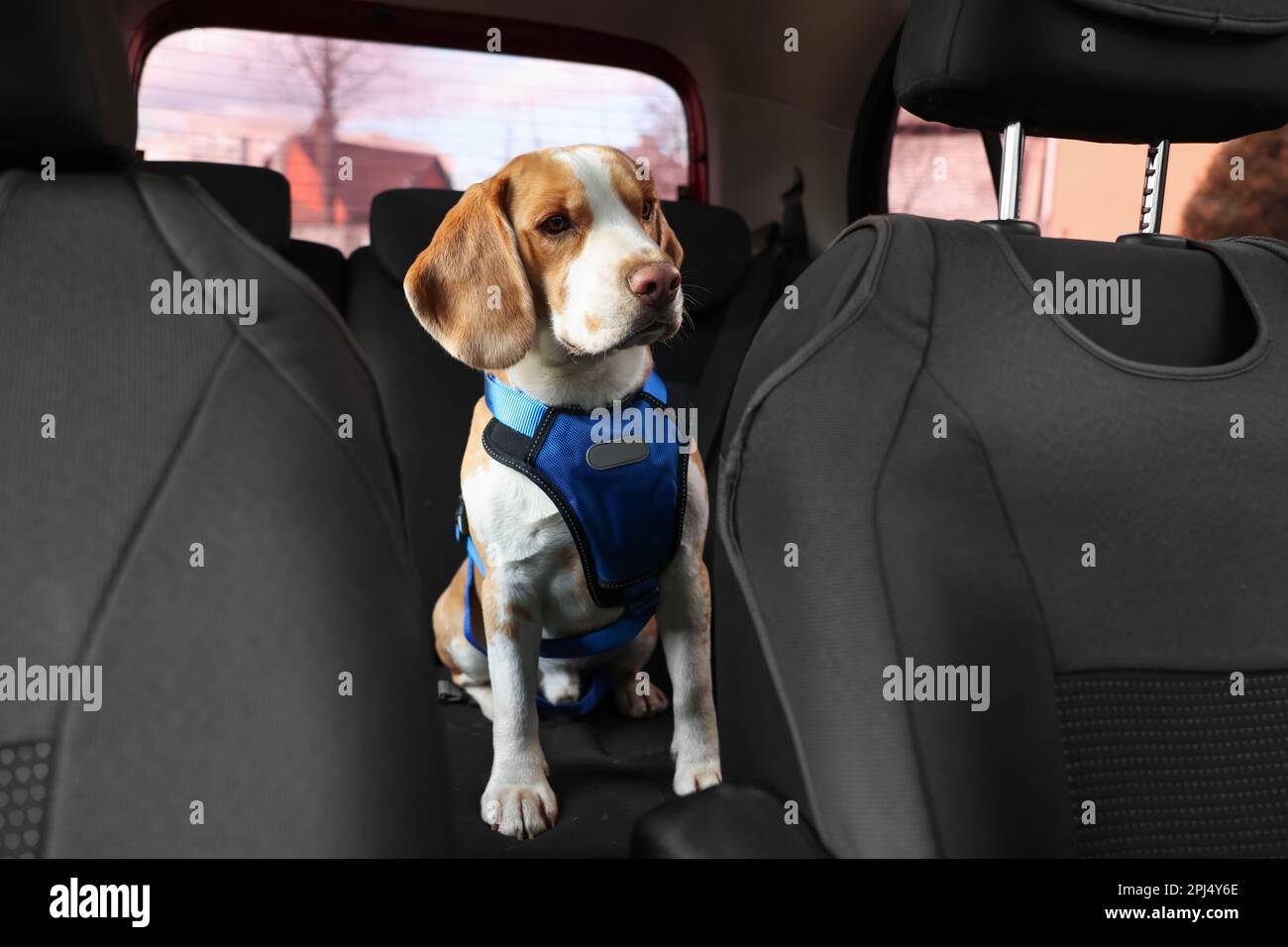 Cute Beagle dog in car. Adorable pet Stock Photo - Alamy