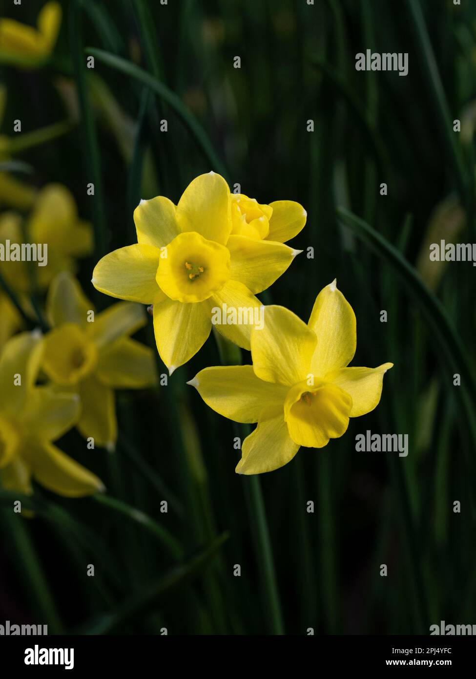 A group of flowers and foliage of the dwarf daffodil Narcissus' Sabrosa ...