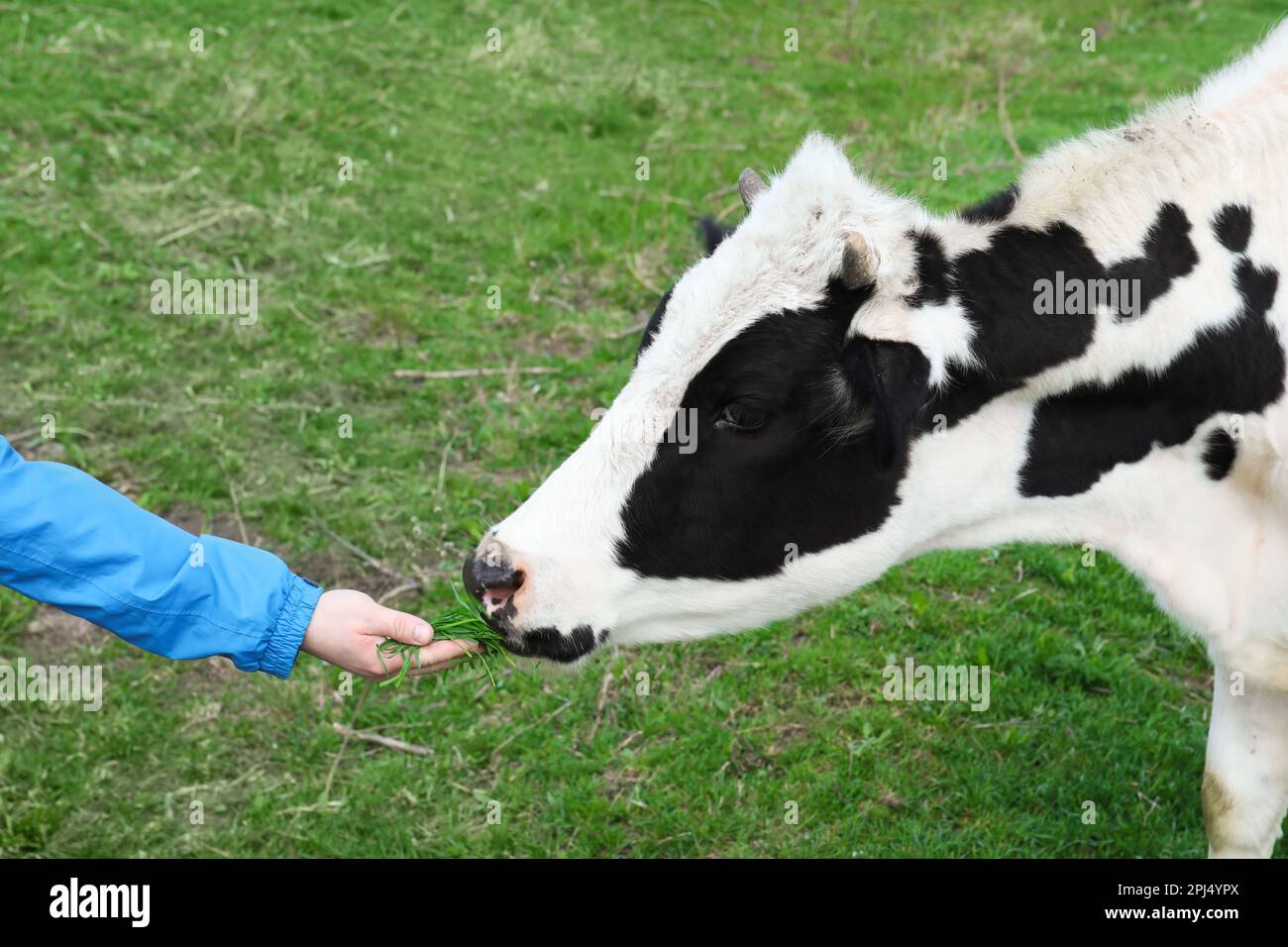 Hand feeding cow hi-res stock photography and images - Alamy