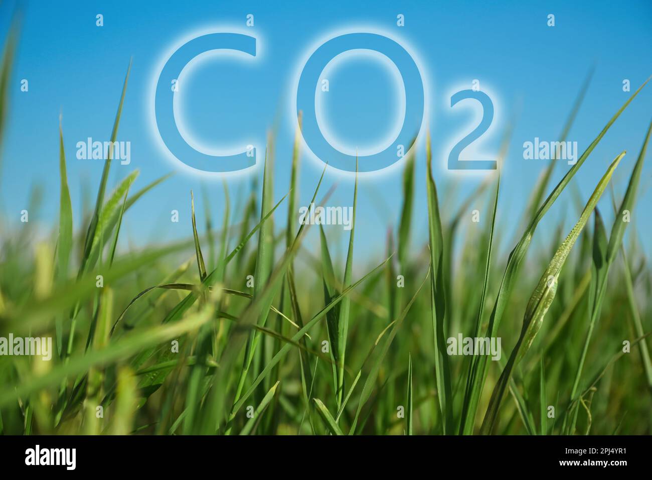 Reduce CO2 emissions. Green grass in field on sunny day, closeup Stock ...