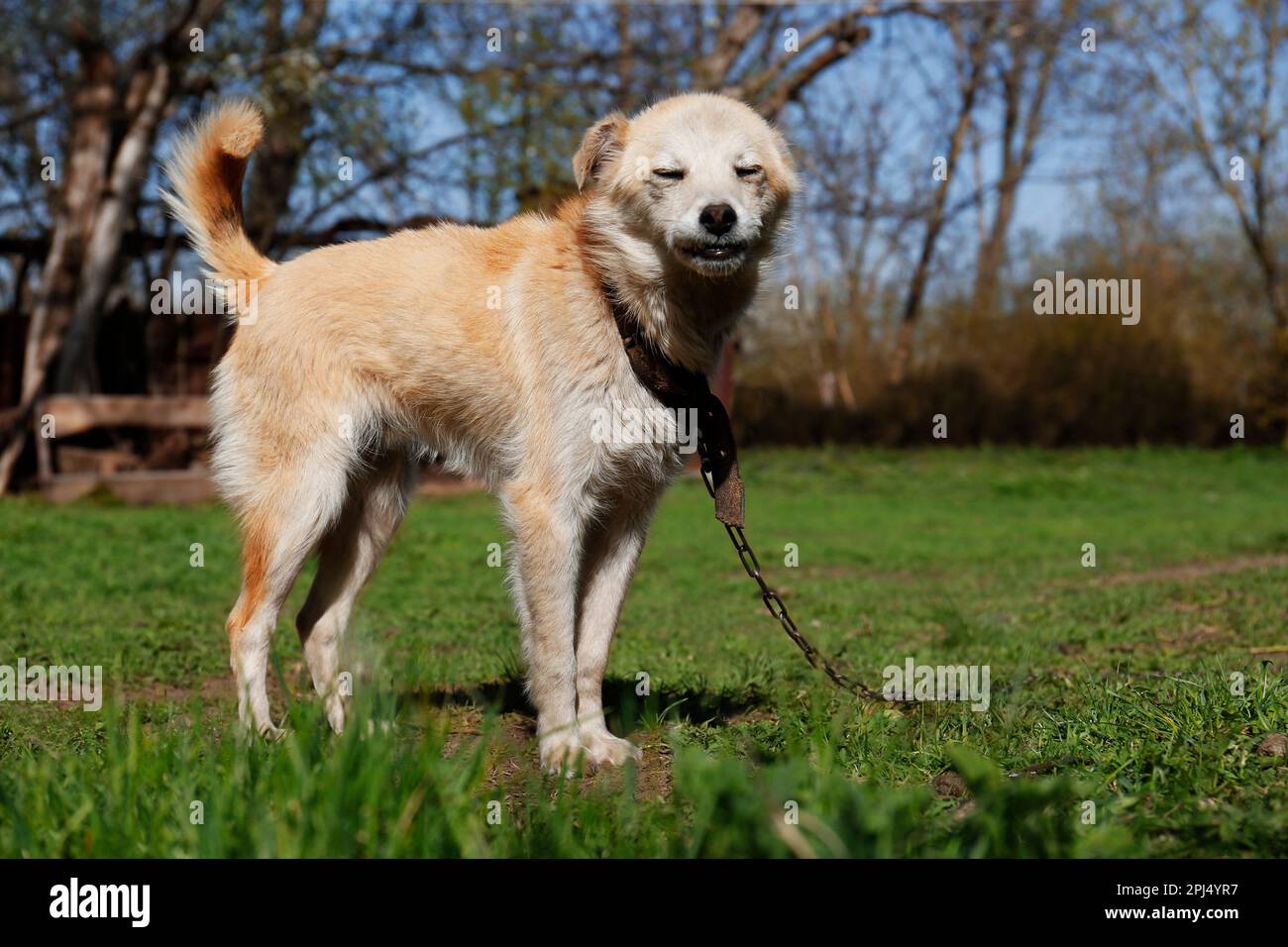 Adorable yellow dog on chain in village Stock Photo - Alamy