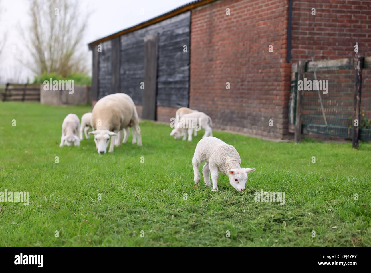Beautiful sheep farmyard hi-res stock photography and images - Alamy