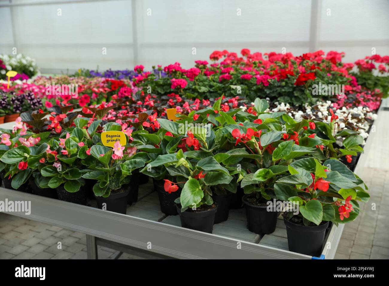 Many beautiful blooming begonia plants on table in garden center Stock ...