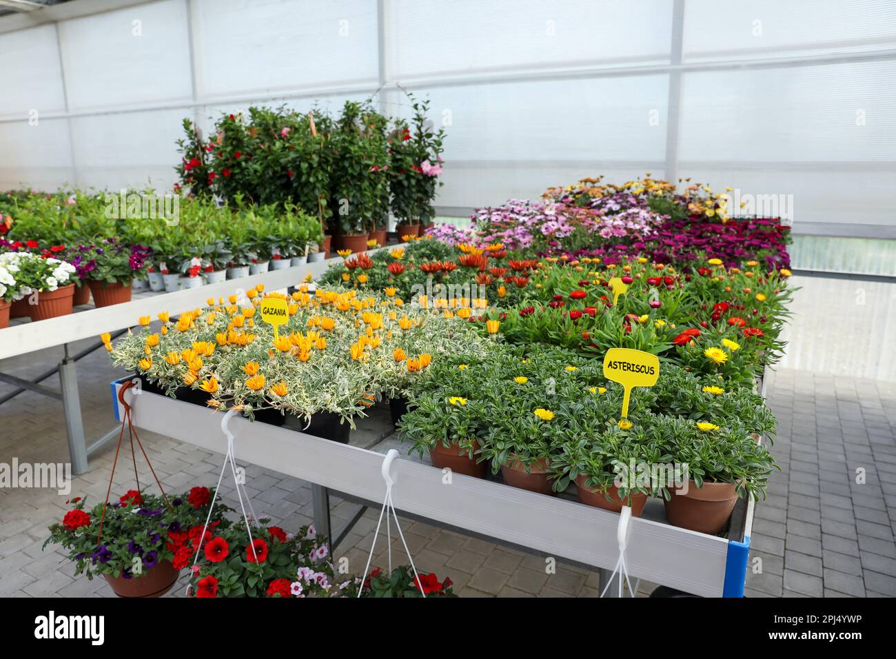 Different beautiful blooming potted plants in garden center Stock Photo ...