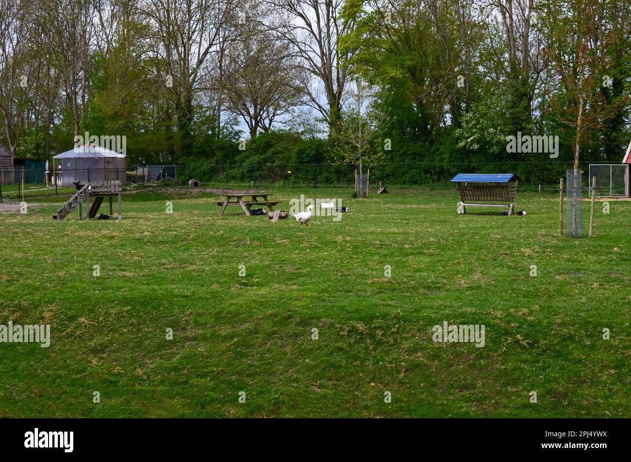 Geese ducks on lawn hi-res stock photography and images - Alamy