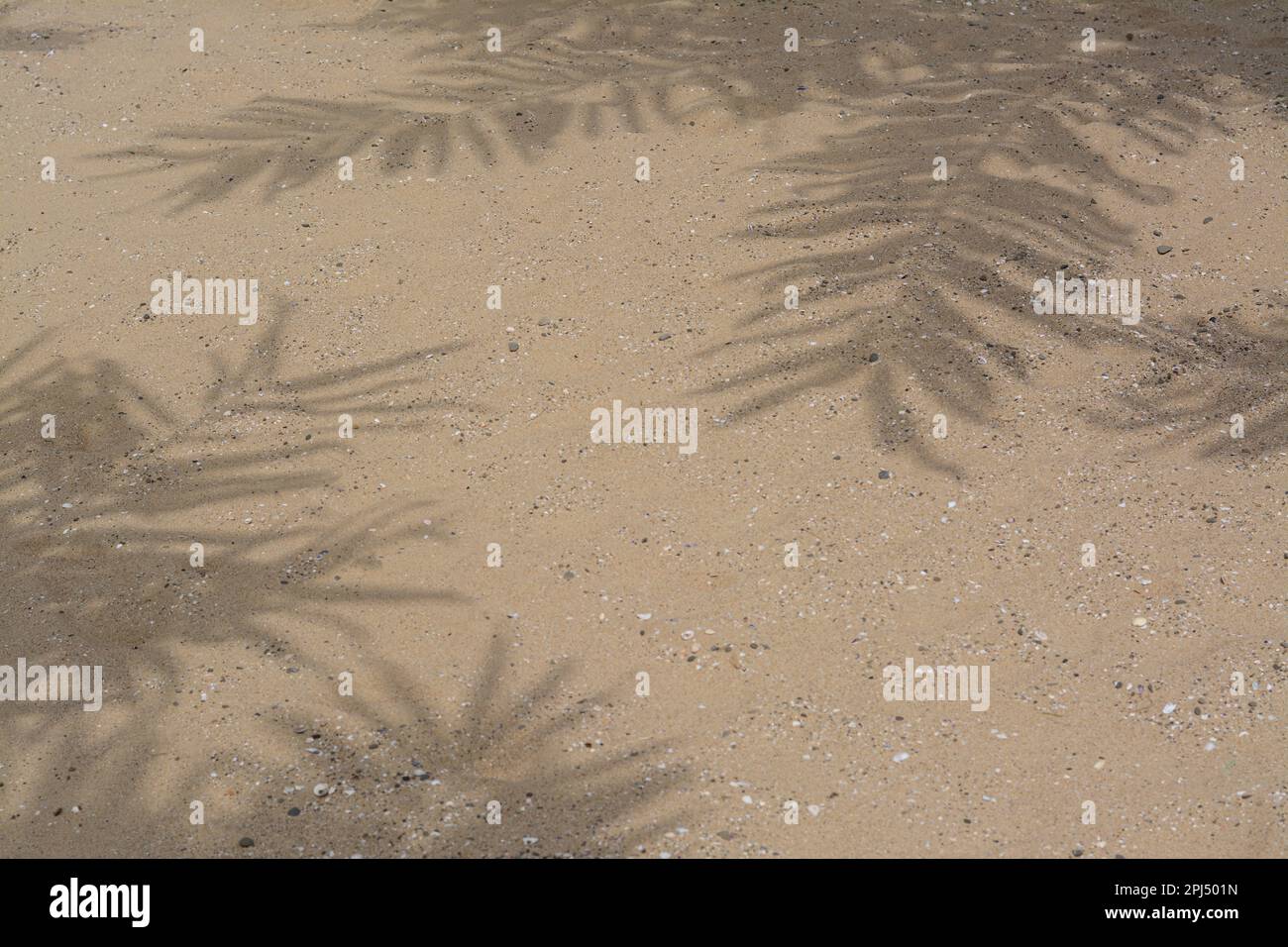 Shadows palm leaves on sand hi-res stock photography and images - Alamy