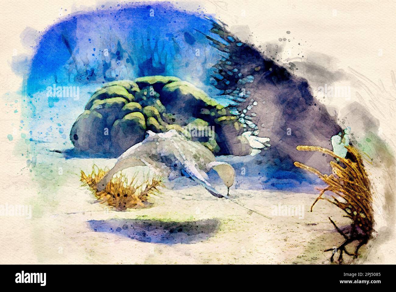 Digitally created watercolor painting of Southern stingray Hypanus ...