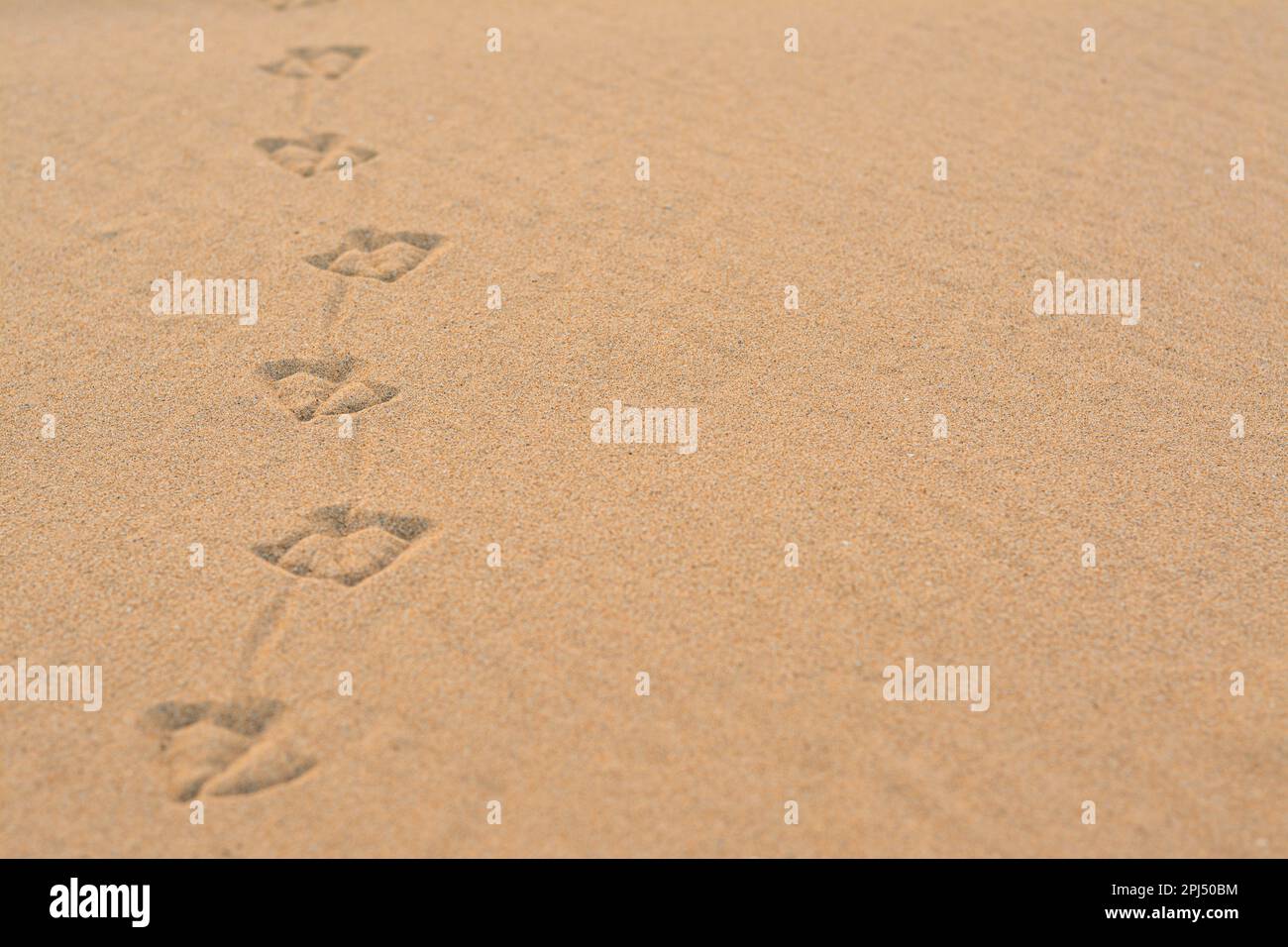 Traces beach sand tracks desert hi-res stock photography and images - Alamy