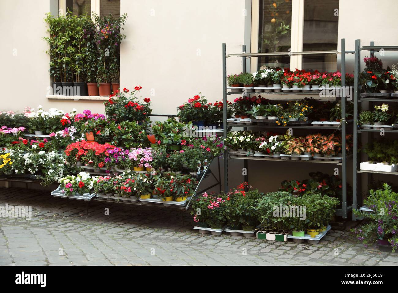 Many different small houseplants hi-res stock photography and images ...