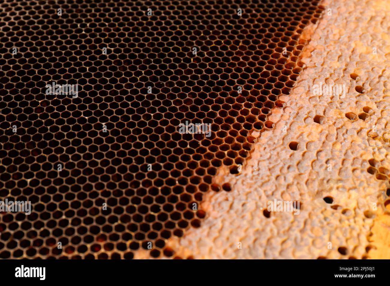 Texture of empty honeycomb as background, closeup view Stock Photo - Alamy