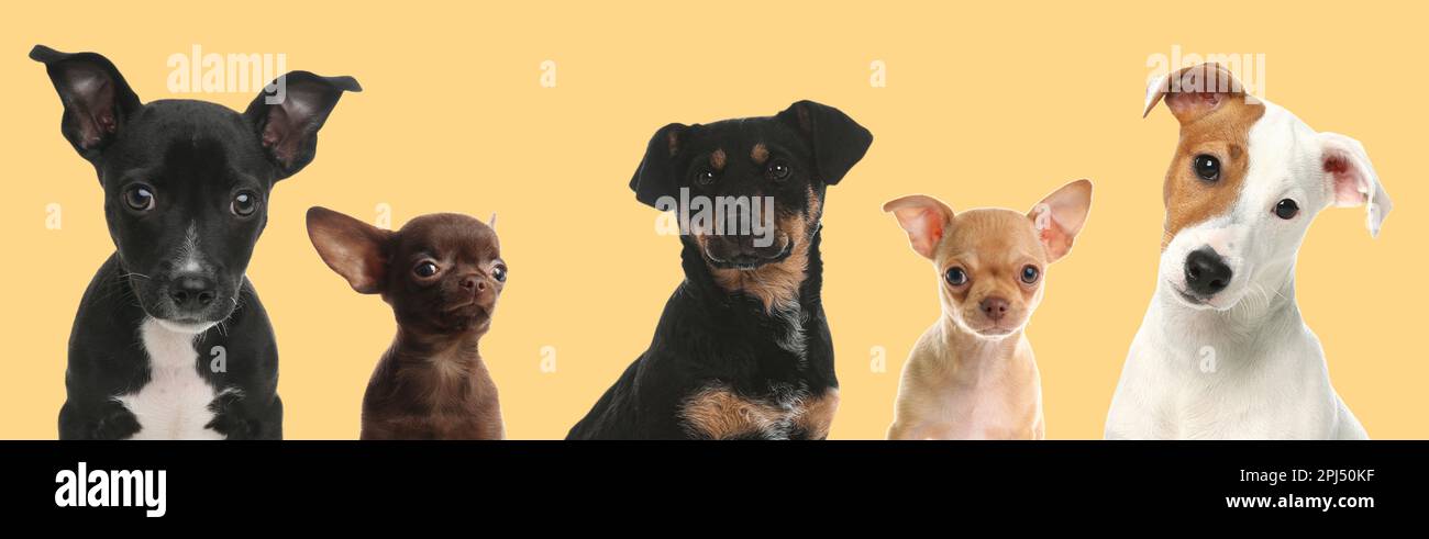 Cute funny dogs on beige background. Banner design Stock Photo - Alamy