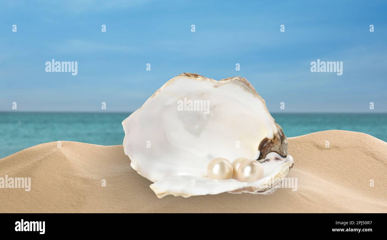 Open oyster shell with white pearls on sandy beach near sea Stock Photo ...