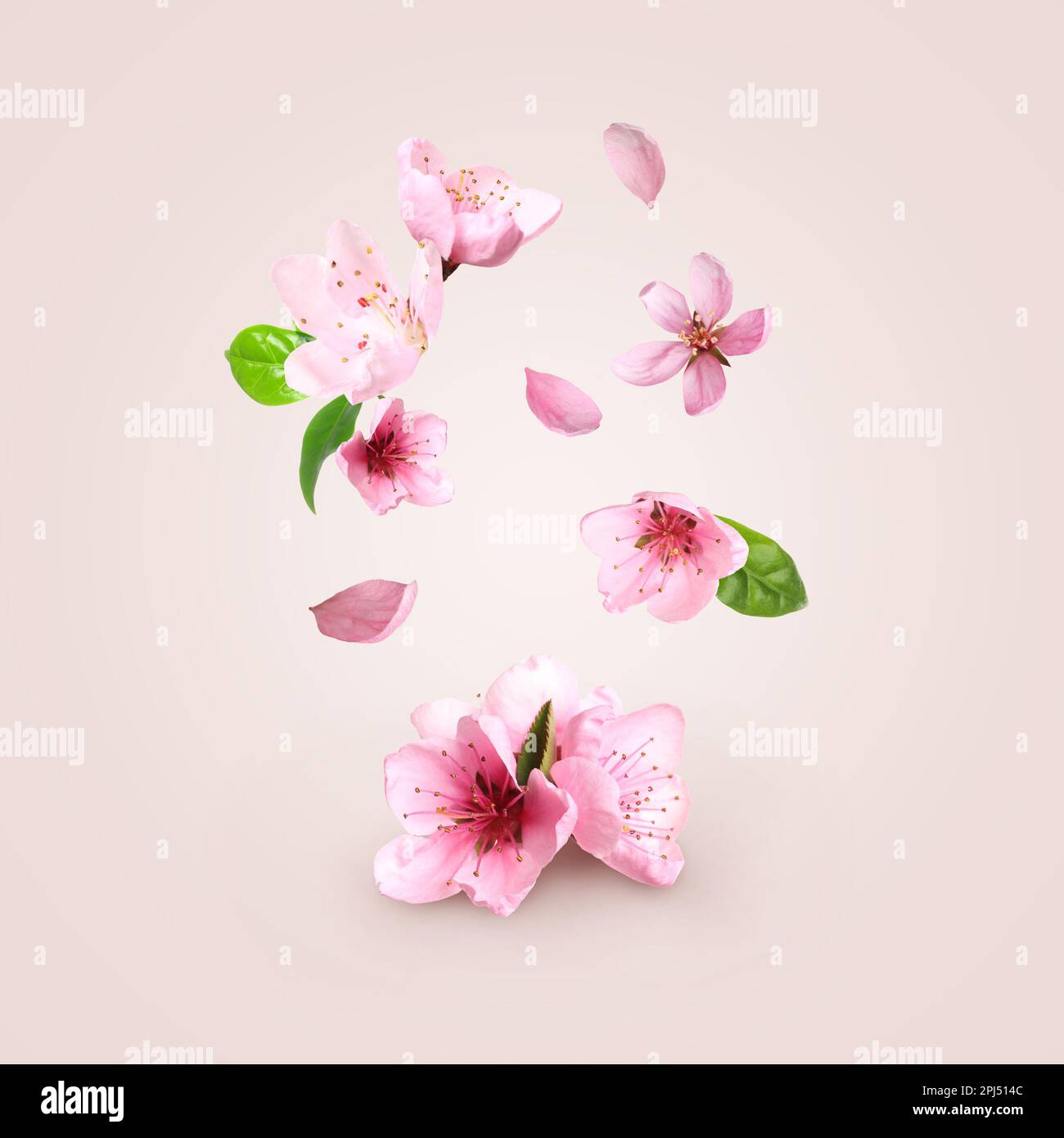 Beautiful pink sakura tree flowers flying on light background Stock ...