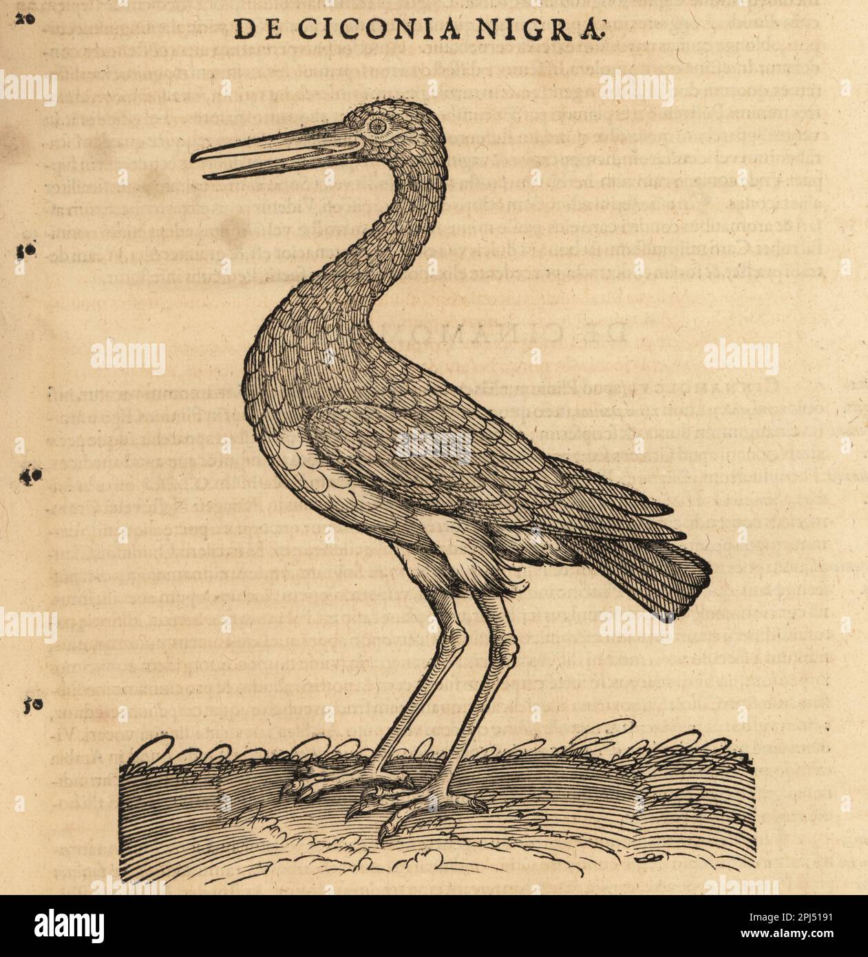 Black stork, Ciconia nigra. De Avibus Ciconiae similibus. Woodcut ...