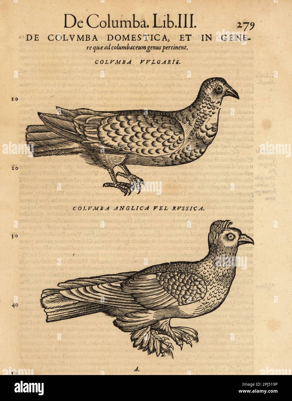 Species of domesticated pigeons, Columba livia domestica. Common pigeon ...