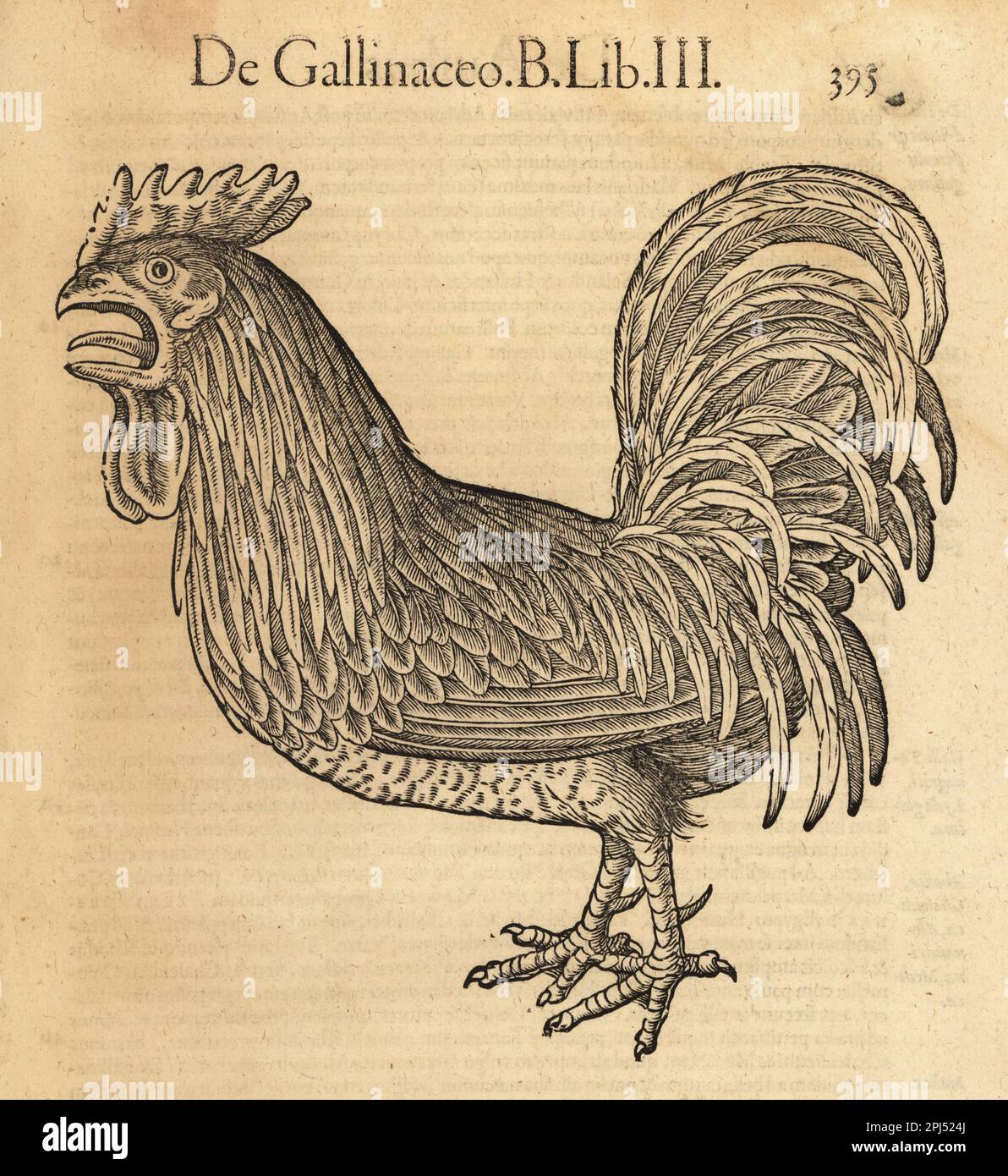 Rooster or cock, Gallus domestica. De Gallinaceo, Gallus gallinaceus ...