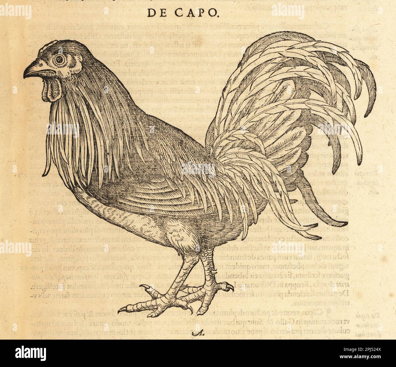 Rooster or cock, Gallus domestica. De Gallinaceo, de Capo, Gallus ...