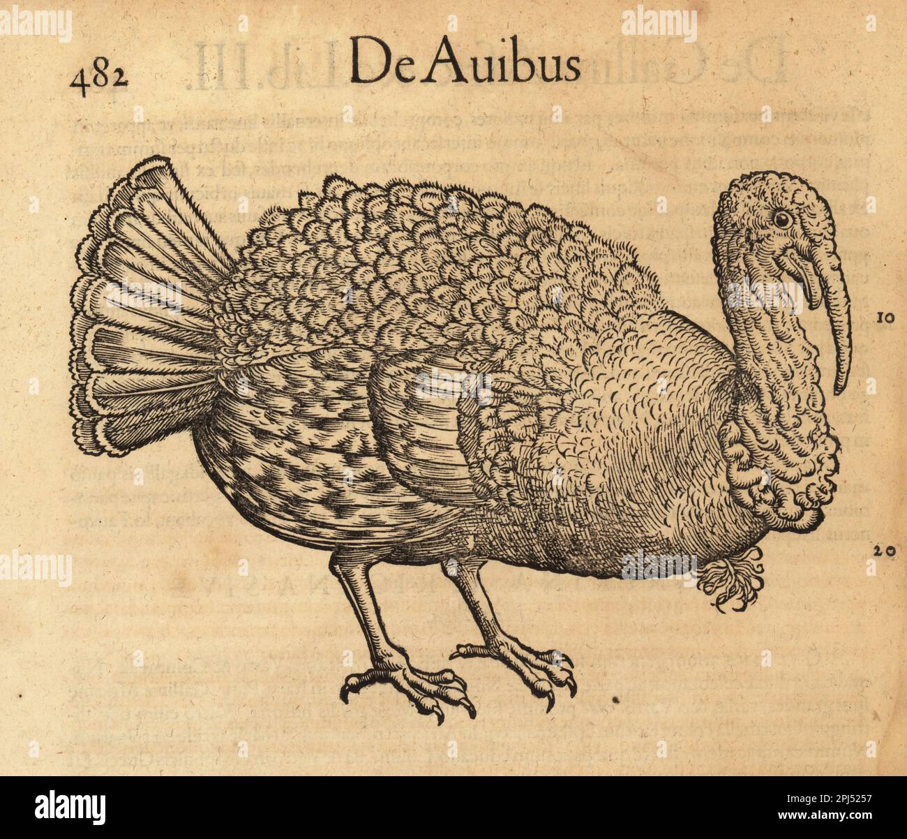 Gallina dindia hi-res stock photography and images - Alamy