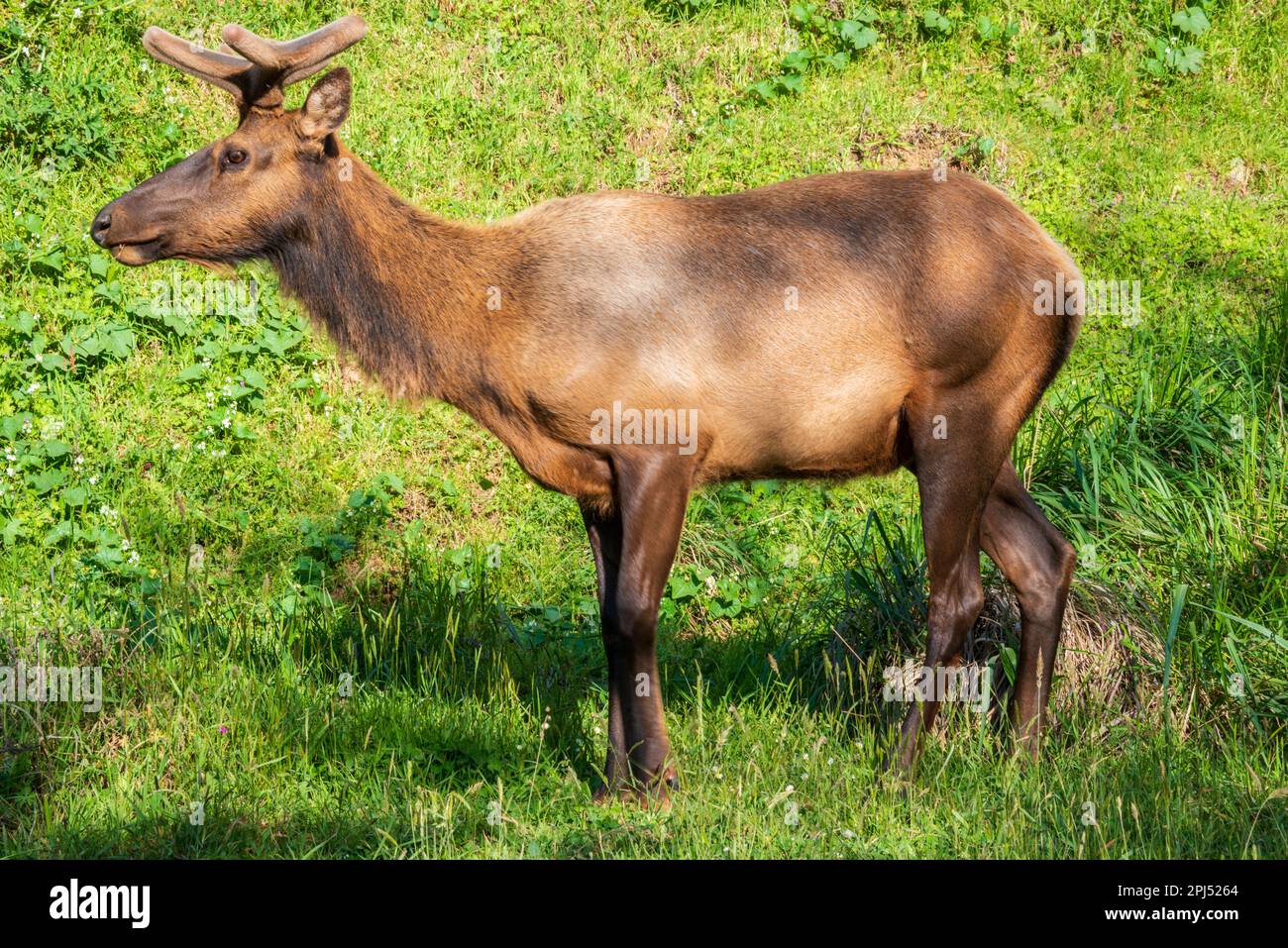 Redwood National Park in California Stock Photo - Alamy
