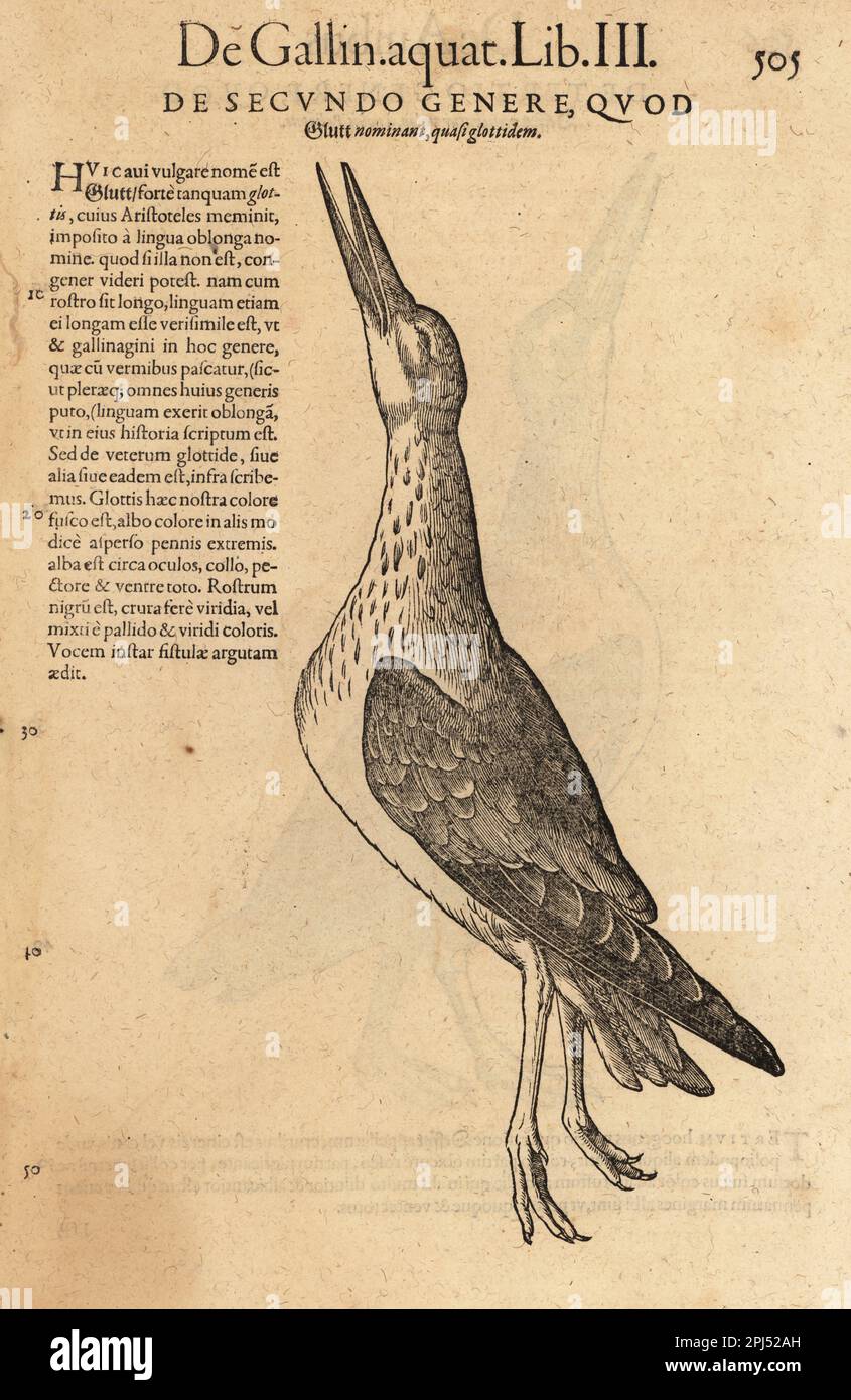 Common greenshank, Tringa nebularia (Scolopax glottis). De Gallin ...